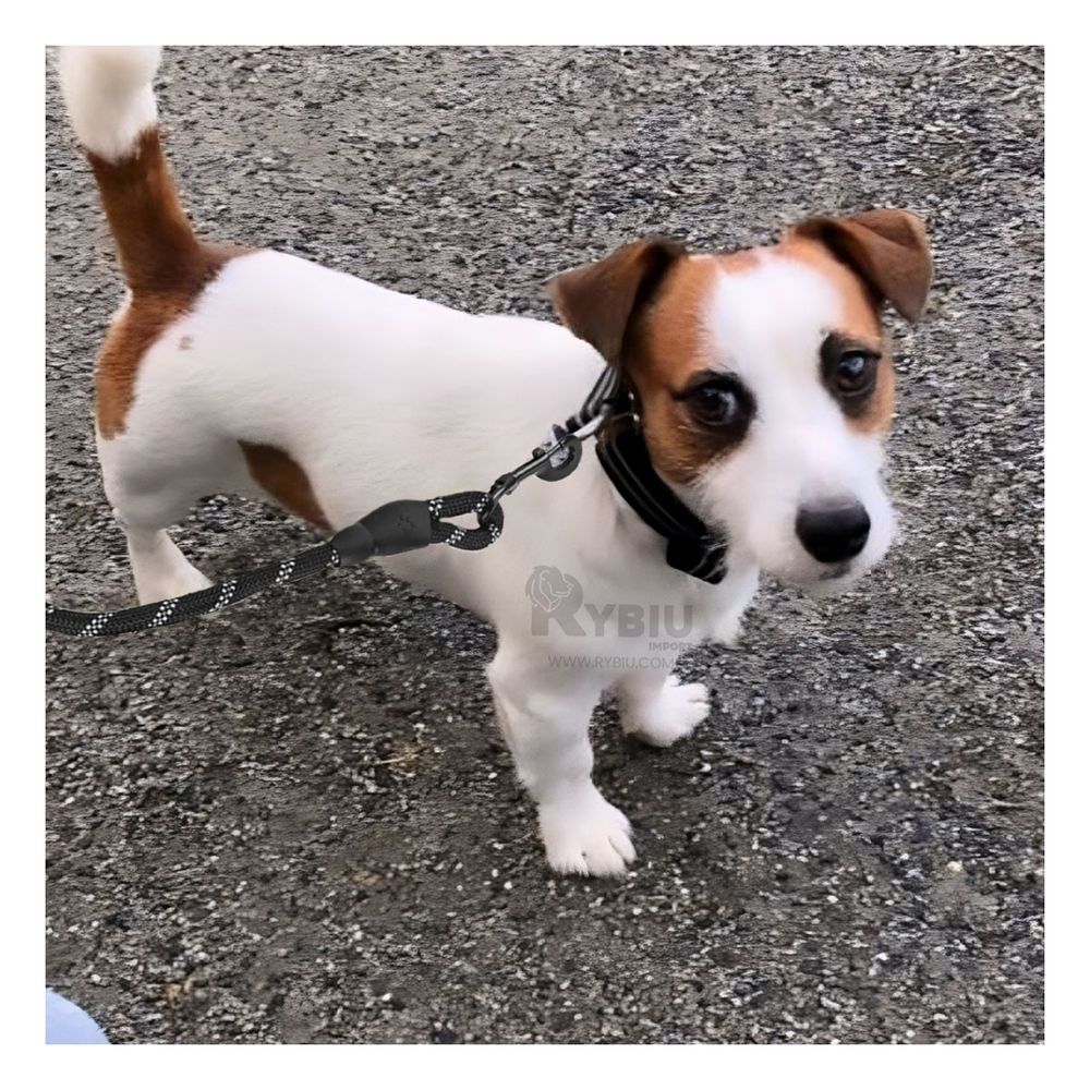 Soga Compacta Basica Pet de 2m Negro Y+Regalo Stickers - Oechsle