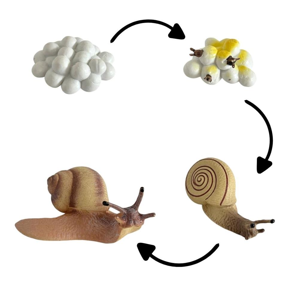 Ciclo de vida del caracol chanitos biologia montessori - Oechsle