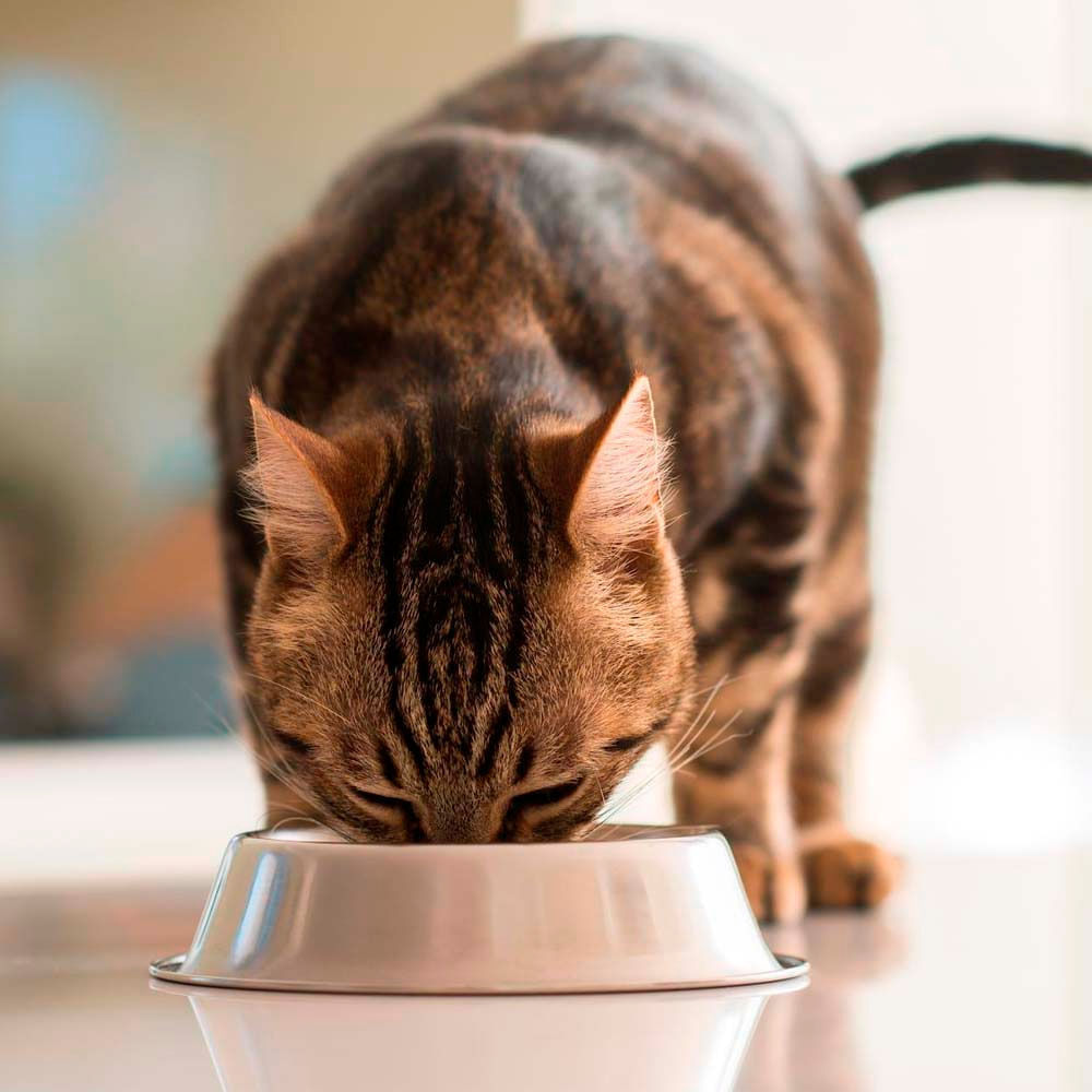 Comida para Gato Adulto Ricocat Atún Sardina y Trucha 15 kg - Oechsle