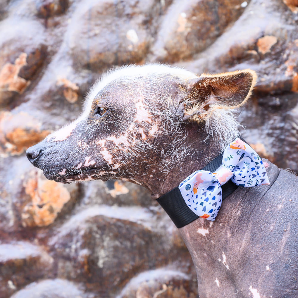 Pet Bow - Valentino Baby Blue - Talla L | Oechsle - Oechsle