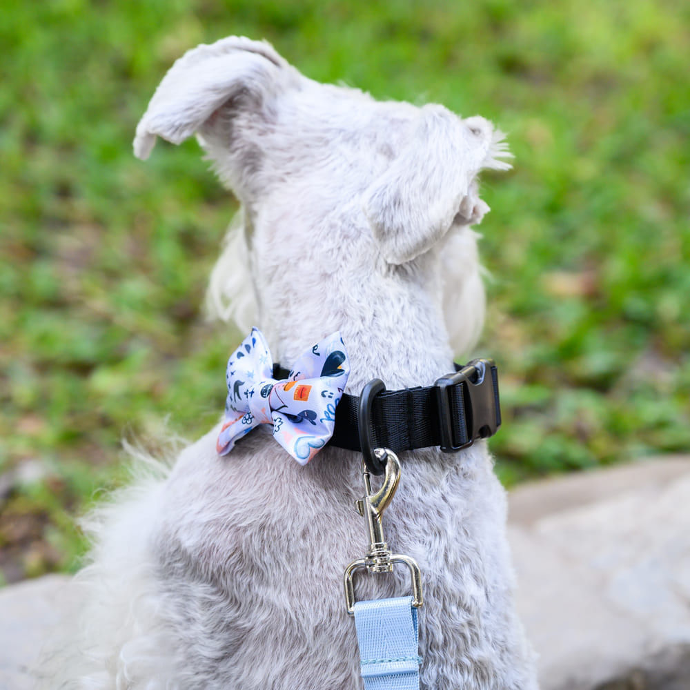 Pet Bow - Valentino Baby Blue - Talla L | Oechsle - Oechsle